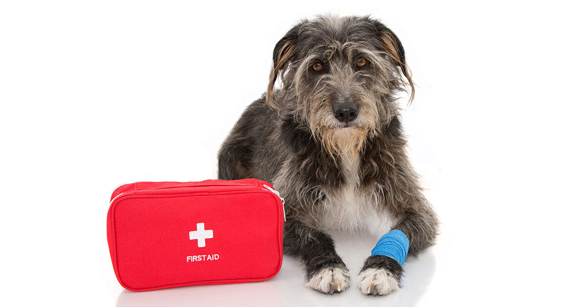 Why its Vital dog owners know basic canine health and first aid ...
